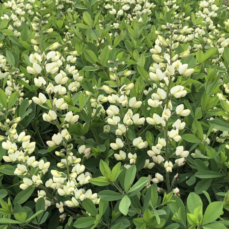 DECADENCE® Baptisia 'Vanilla Cream' - Order Online