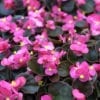 Begonia BADA BOOM Rose - Buy Begonia Dwarf Annuals Online