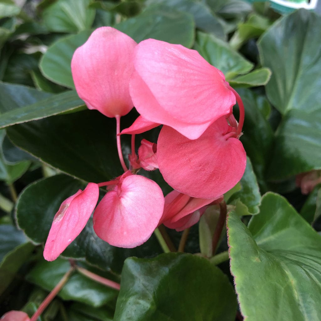 Begonia DRAGON WING Pink - Buy Begonia Angelwing Annuals Online
