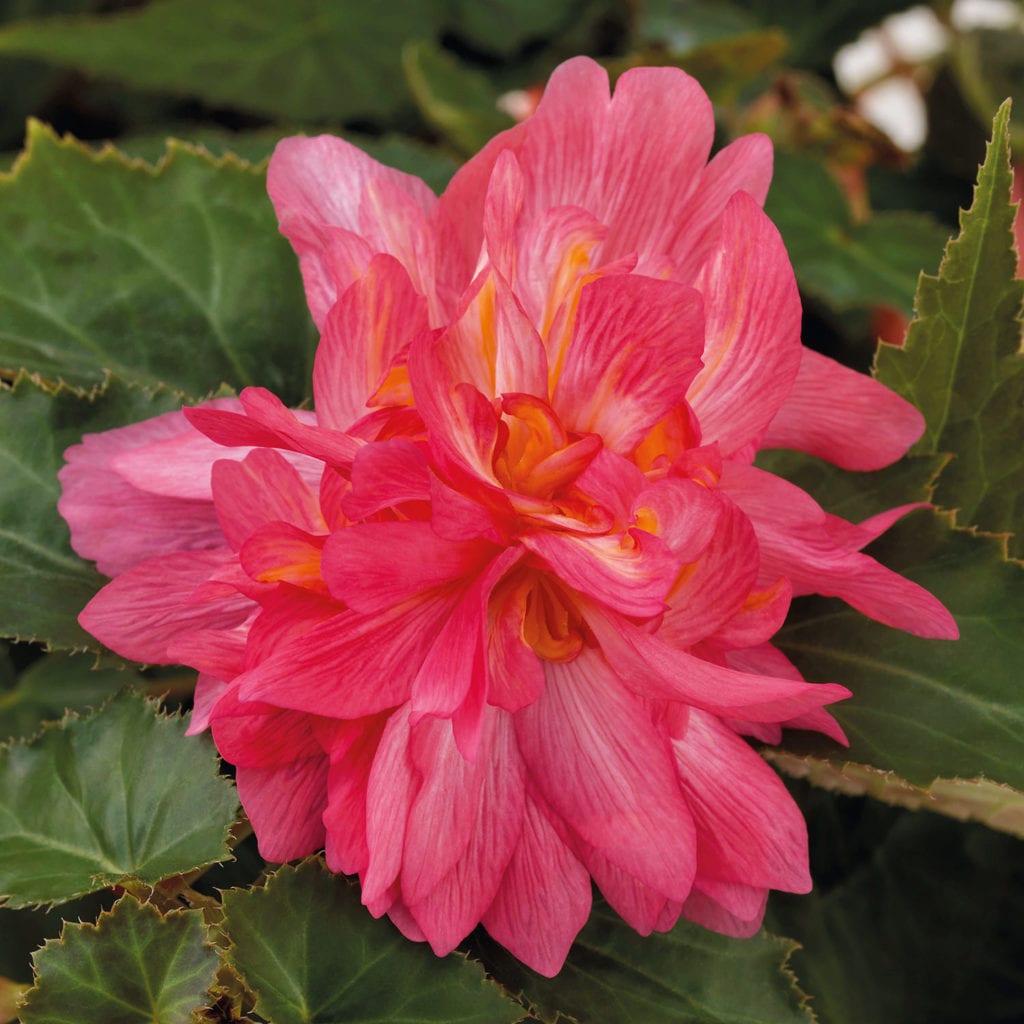 FUNKY® Pink Begonia