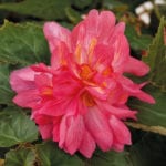 FUNKY® Pink Begonia