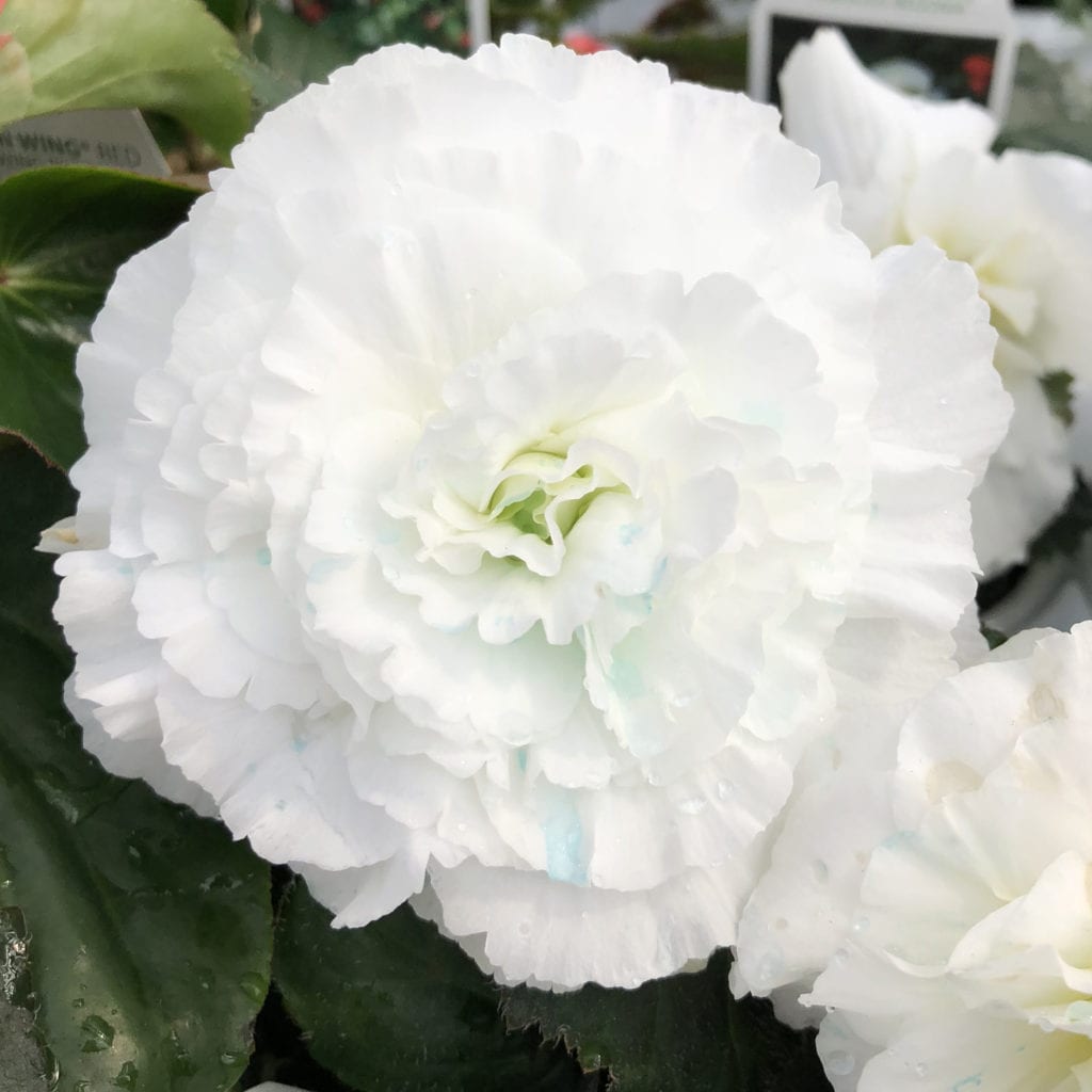 NONSTOP® White Begonia – Garden Crossings