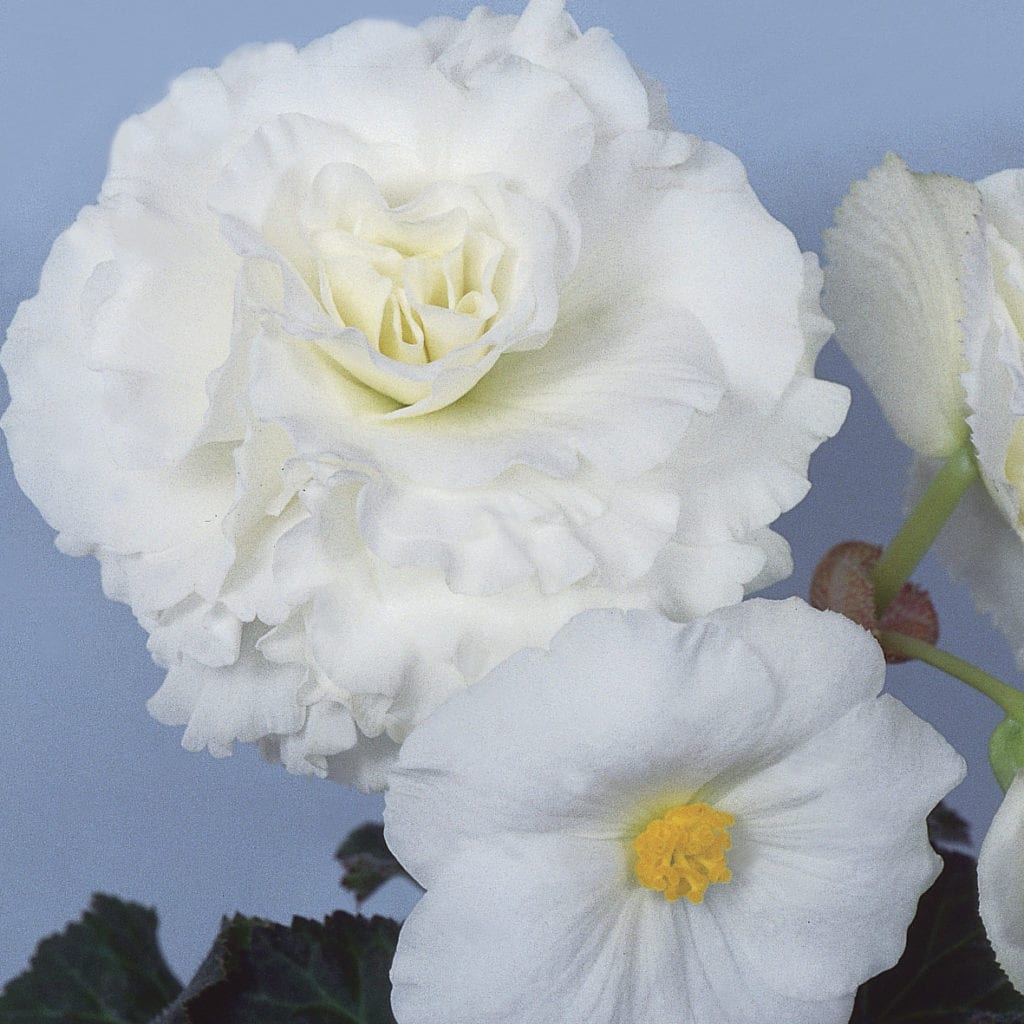 NONSTOP® White Begonia – Garden Crossings