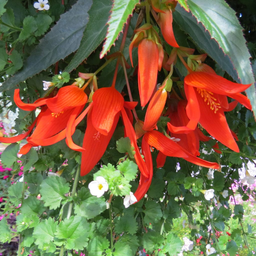 Begonia BADA BOOM Rose - Buy Begonia Dwarf Annuals Online