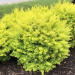 Sunjoy Todo Barberry: Compact Shrub with Rich Foliage