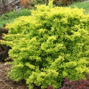 Sunjoy Citrus Barberry: Bright Yellow Foliage