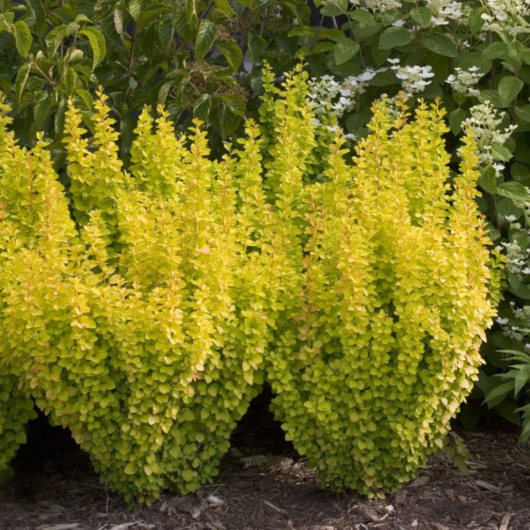 Sunjoy Gold Pillar Barberry: Upright Golden Shrub
