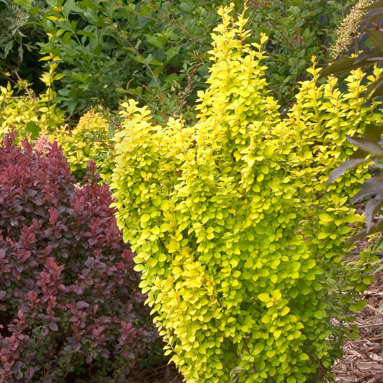 Sunjoy Gold Pillar Barberry: Upright Golden Shrub