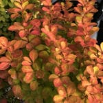 Sunjoy Citrus Barberry: Bright Yellow Foliage