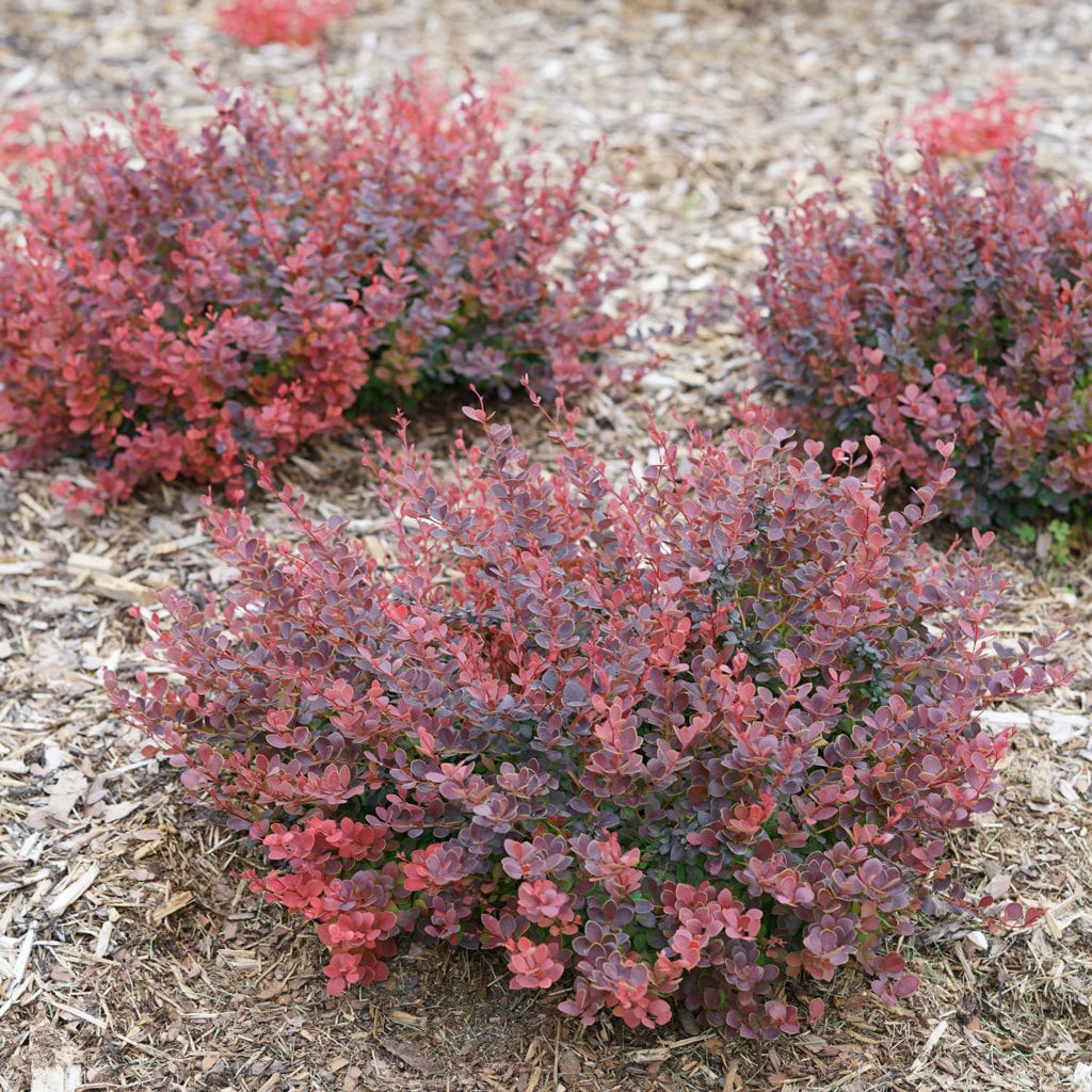 Sunjoy Mini Maroon Barberry: Compact Deep Red Foliage
