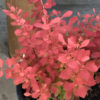 Sunjoy Neo Barberry: Compact Shrub with Fiery Foliage