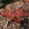 Sunjoy Neo Barberry: Compact Shrub with Fiery Foliage