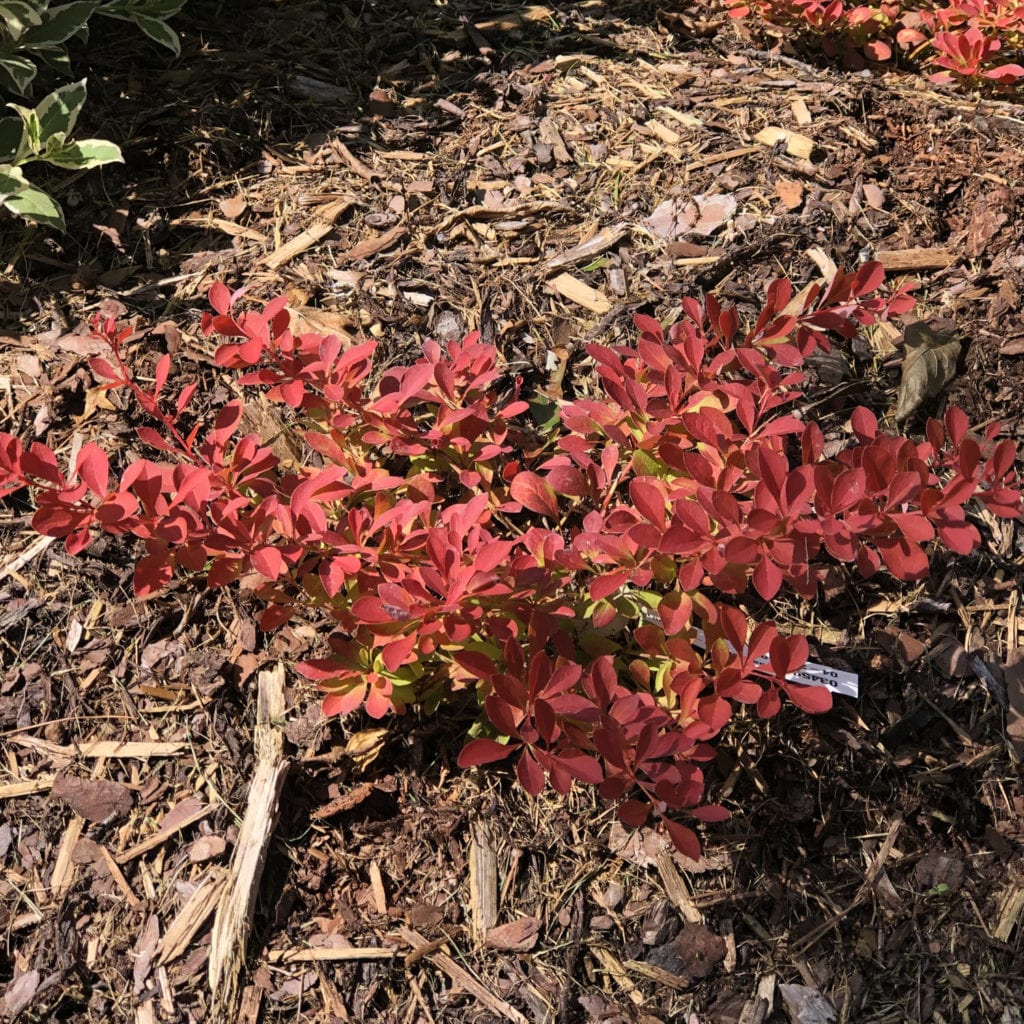 Sunjoy Neo Barberry: Compact Shrub with Fiery Foliage