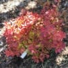 Sunjoy Neo Barberry: Compact Shrub with Fiery Foliage