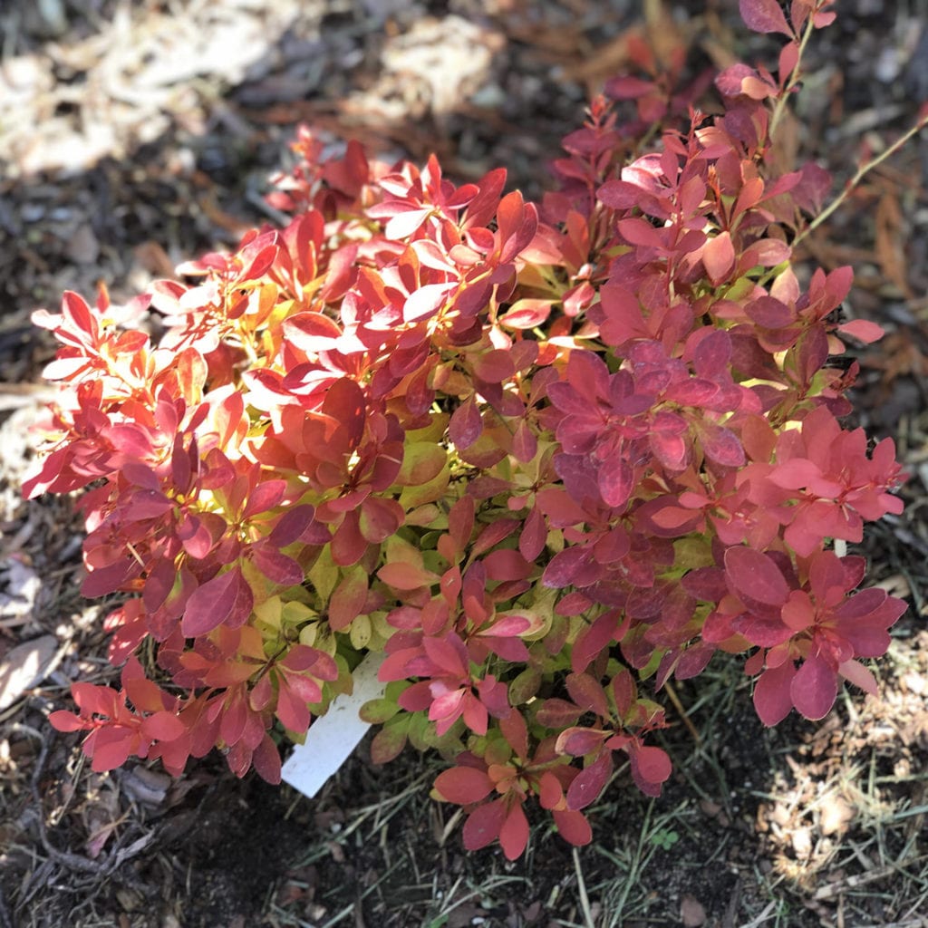Sunjoy Neo Barberry: Compact Shrub with Fiery Foliage