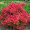 Sunjoy Neo Barberry: Compact Shrub with Fiery Foliage