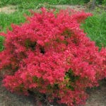 Sunjoy Neo Barberry: Compact Shrub with Fiery Foliage