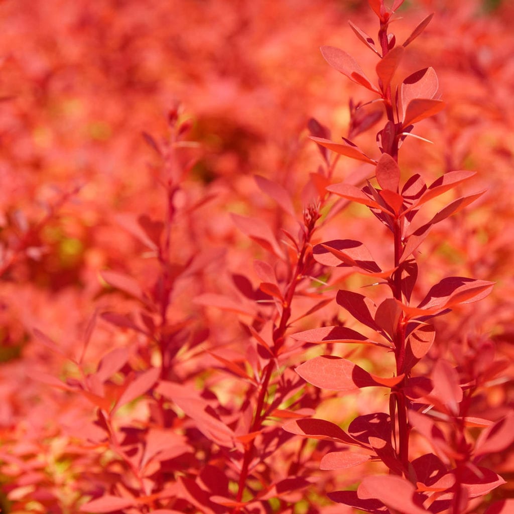 Sunjoy Neo Barberry: Compact Shrub with Fiery Foliage