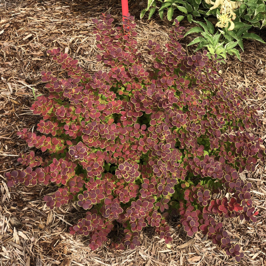Sunjoy Neo Barberry: Compact Shrub with Fiery Foliage