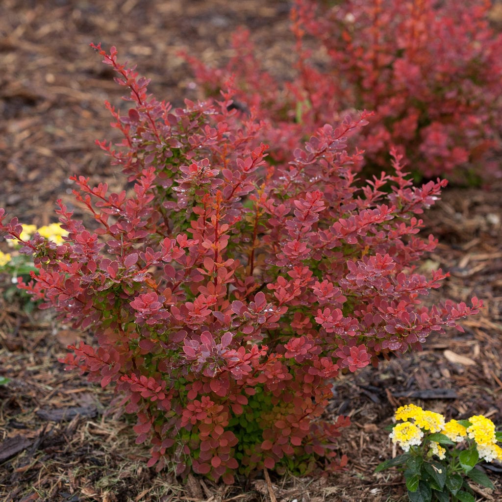 SUNJOY® Tangelo Barberry: Bold Orange Foliage Shrub