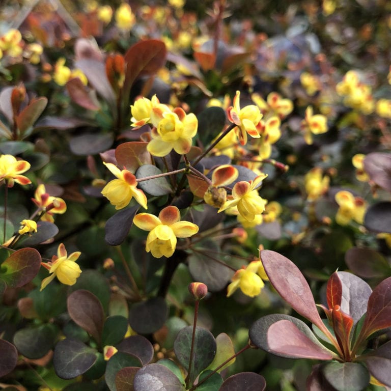 Sunjoy Todo Barberry: Compact Shrub with Rich Foliage