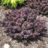 Sunjoy Todo Barberry: Compact Shrub with Rich Foliage