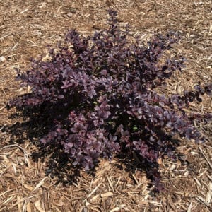 Sunjoy Todo Barberry: Compact Shrub with Rich Foliage