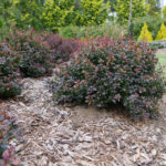 Sunjoy Todo Barberry: Compact Shrub with Rich Foliage