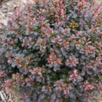 Sunjoy Todo Barberry: Compact Shrub with Rich Foliage