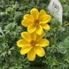 Bidens GOLDILOCKS ROCKS® - Order Online