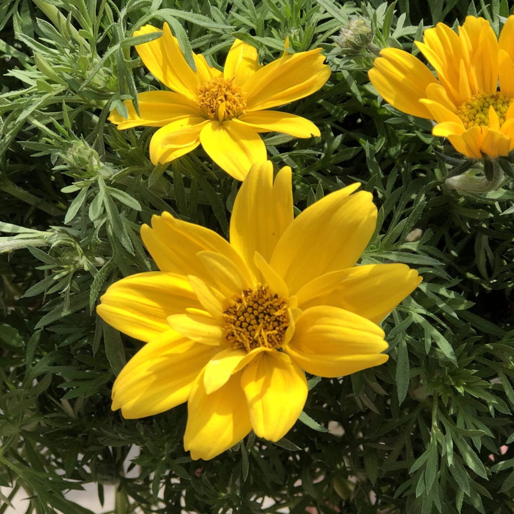 Bidens GOLDILOCKS ROCKS® - Order Online