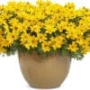 Bidens GOLDILOCKS ROCKS® - Order Online
