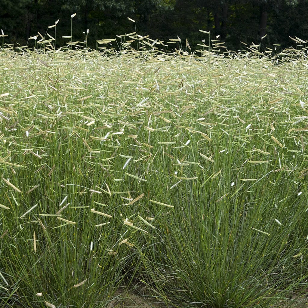 Bouteloua 'Blonde Ambition' (Blue Grama Grass)