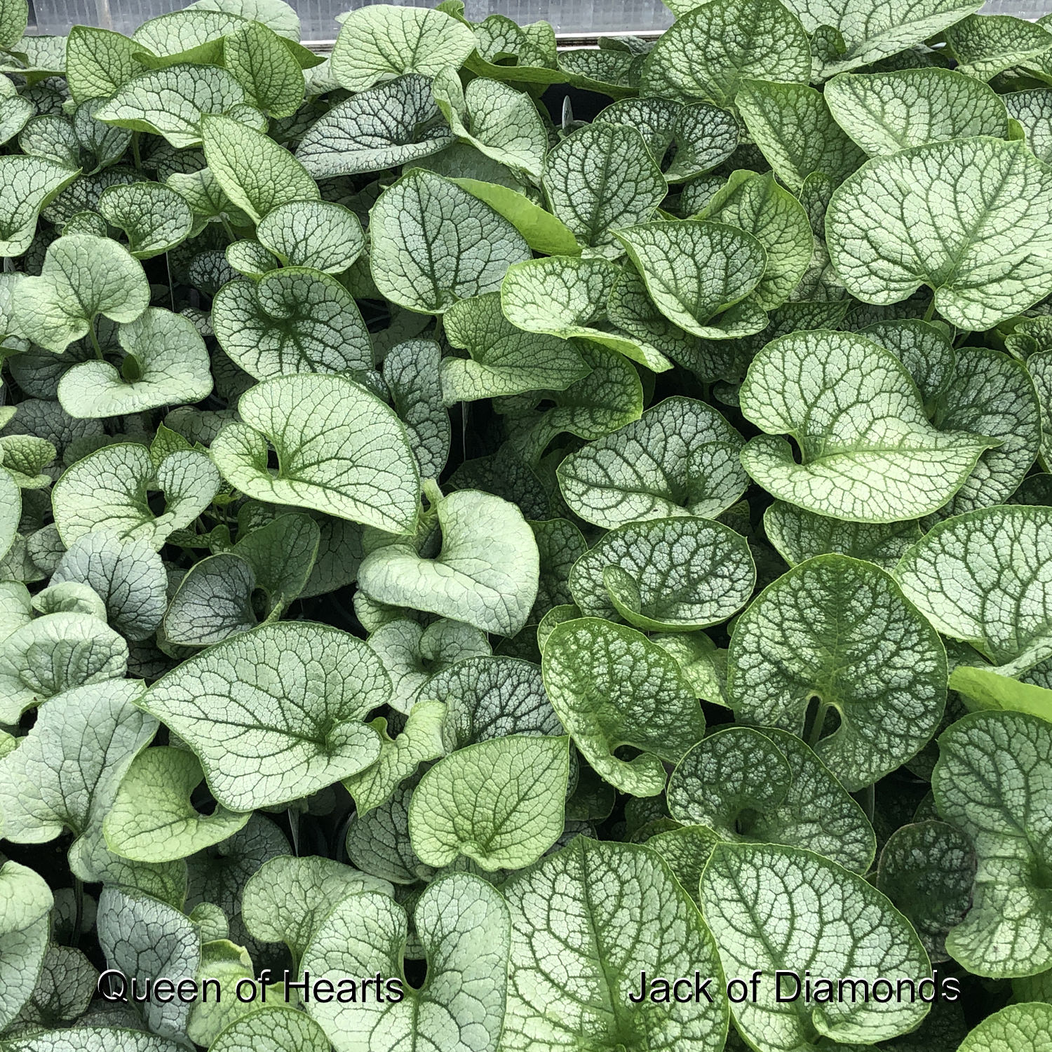 Brunnera 'Queen of Hearts' - Garden Crossings