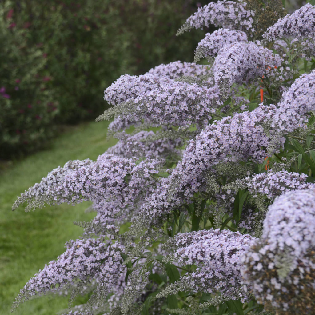 Buddleia 'Grand Cascade'