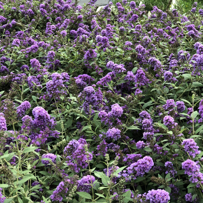 Buddleia LO Behold Blue Chip - Buy Butterfly Bush Shrubs Online