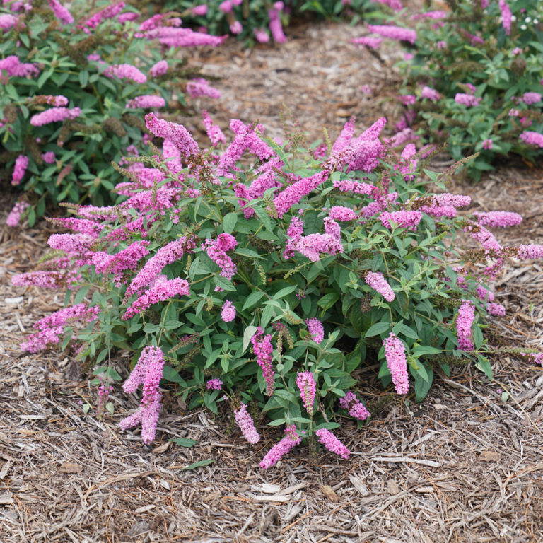 LO & BEHOLD RUBY CHIP® Buddleia