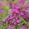 LO & BEHOLD RUBY CHIP® Buddleia