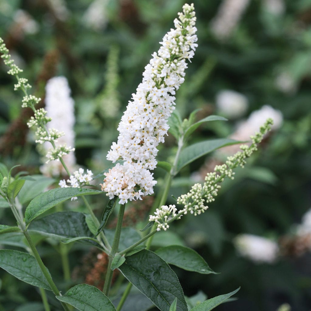 Buddleia Miss Pearl - Buy Butterfly Bush Shrubs Online