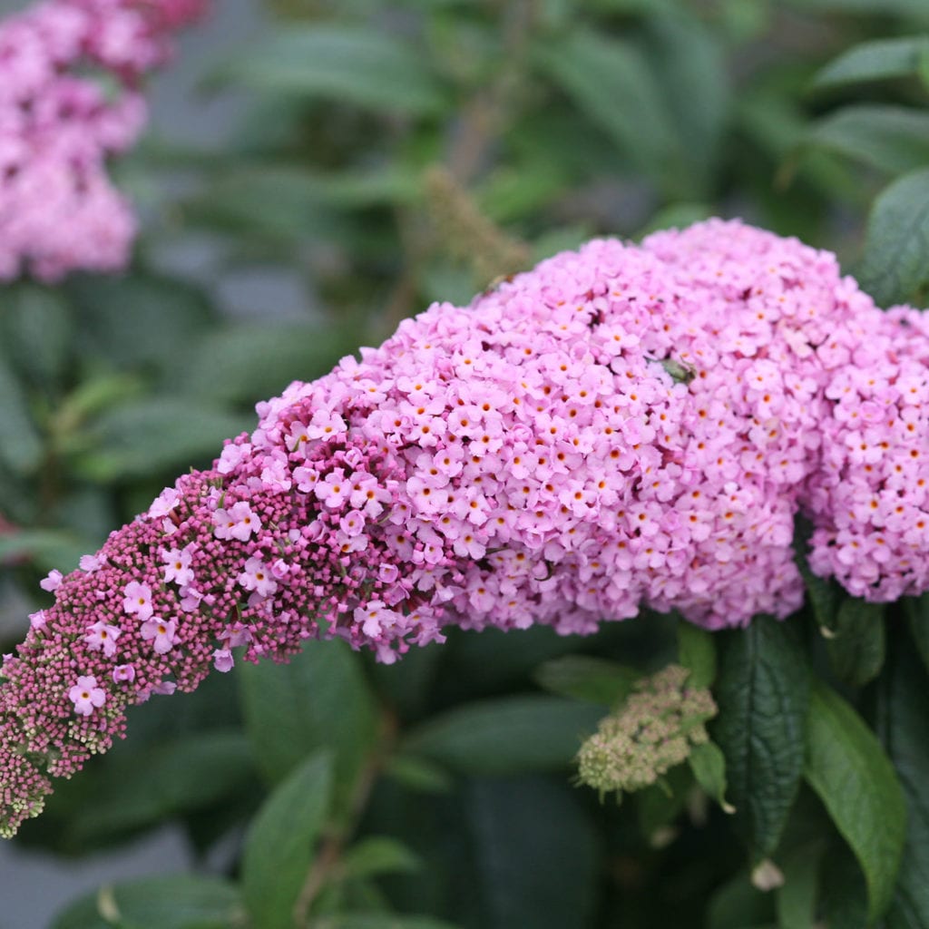 Buddleia PUGSTER PINK - Buy Butterfly Bush Shrubs Online