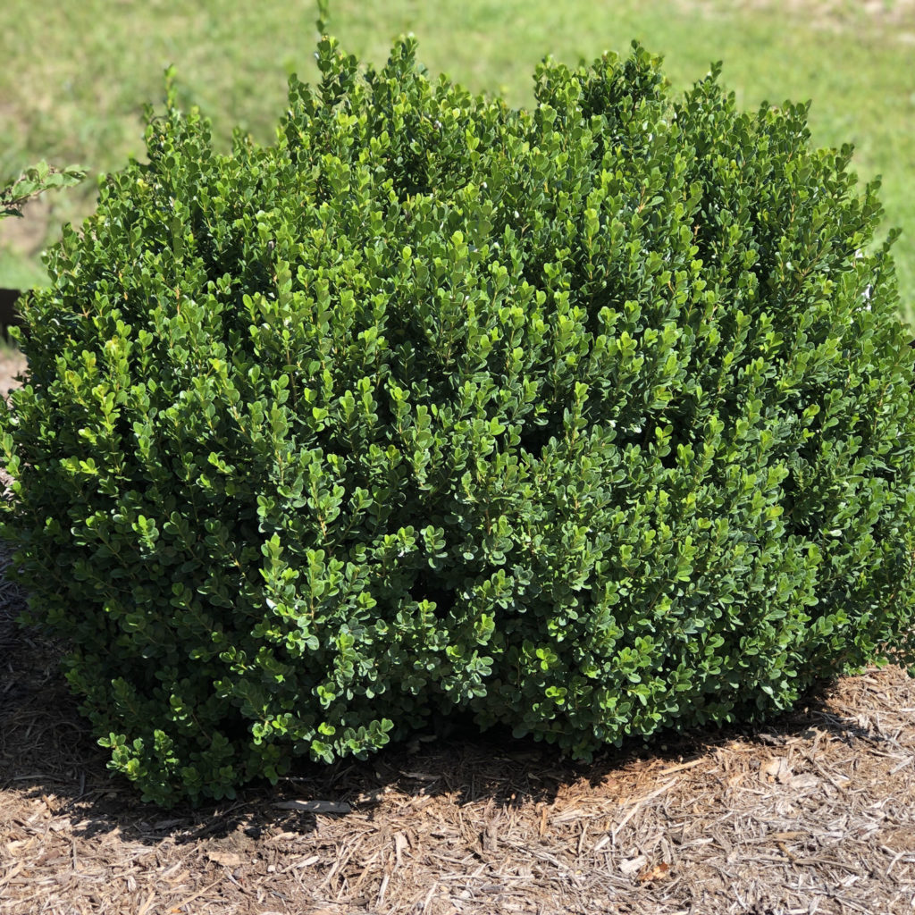NORTH STAR™ Boxwood - Order Online
