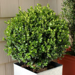 SPRINTER® Boxwood - Order Online