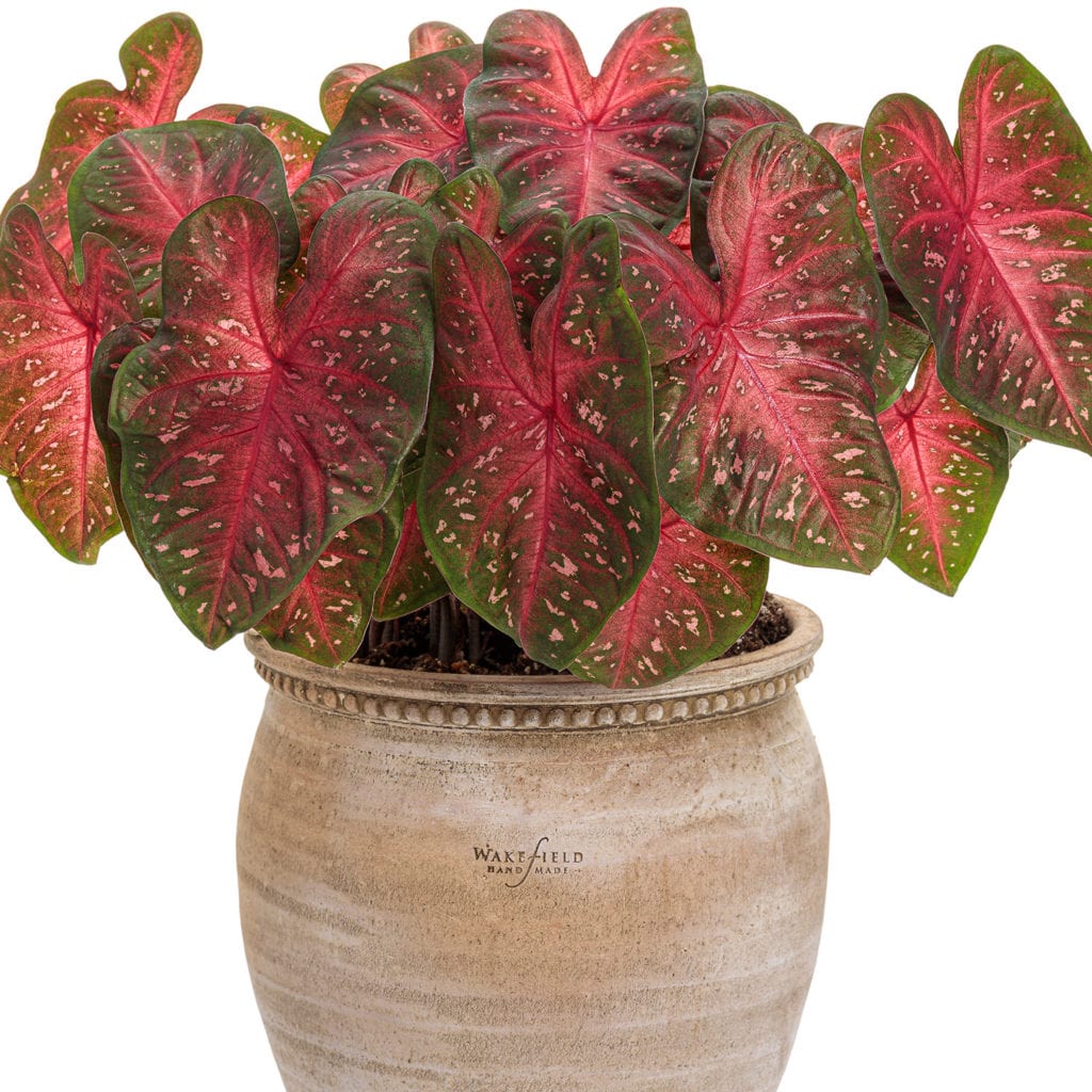 HEART TO HEART® FAST FLASH™ Caladium