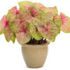 HEART TO HEART® 'Raspberry Moon' Caladium