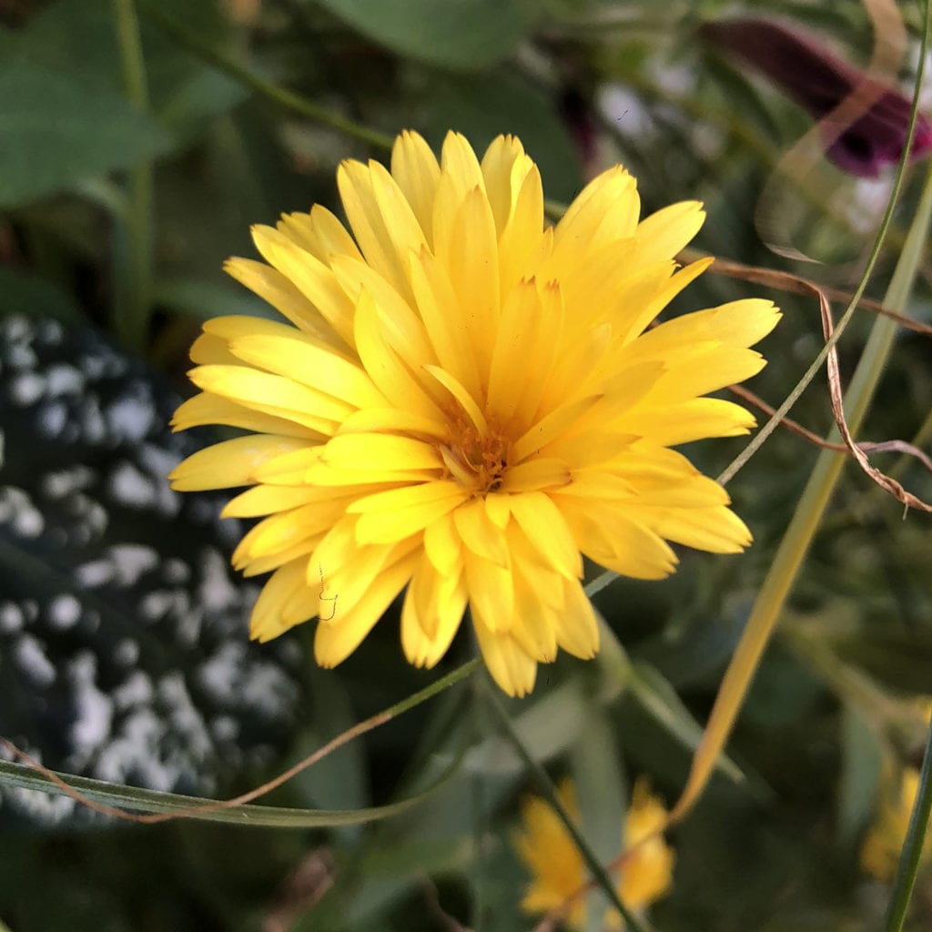 LADY GODIVA® Yellow Calendula