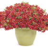 SUPERBELLS® CARDINAL STAR™ Calibrachoa - Order Online