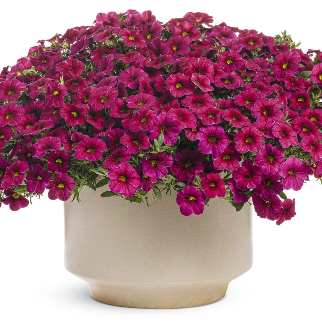 SUPERBELLS® Cherry Red Calibrachoa - Order Online