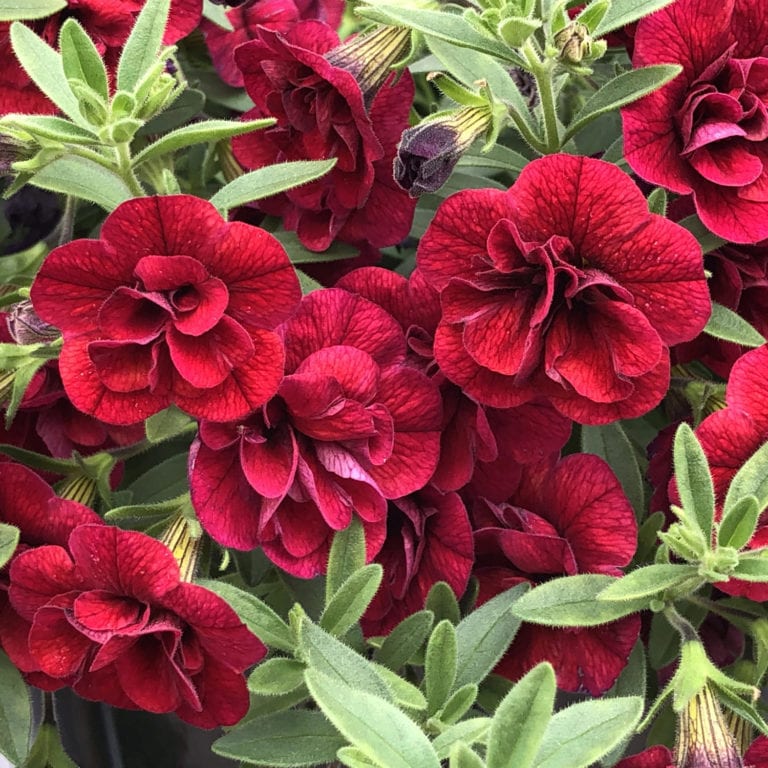 SUPERBELLS® Double Ruby Calibrachoa