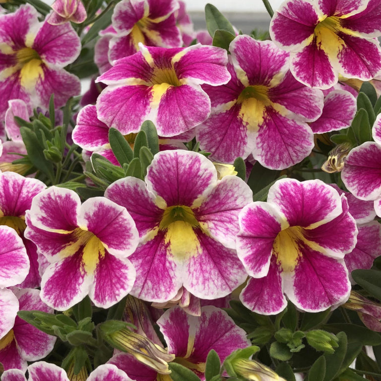 Petunia SUPERTUNIA Vista Bubblegum - Buy Petunia Annuals Online