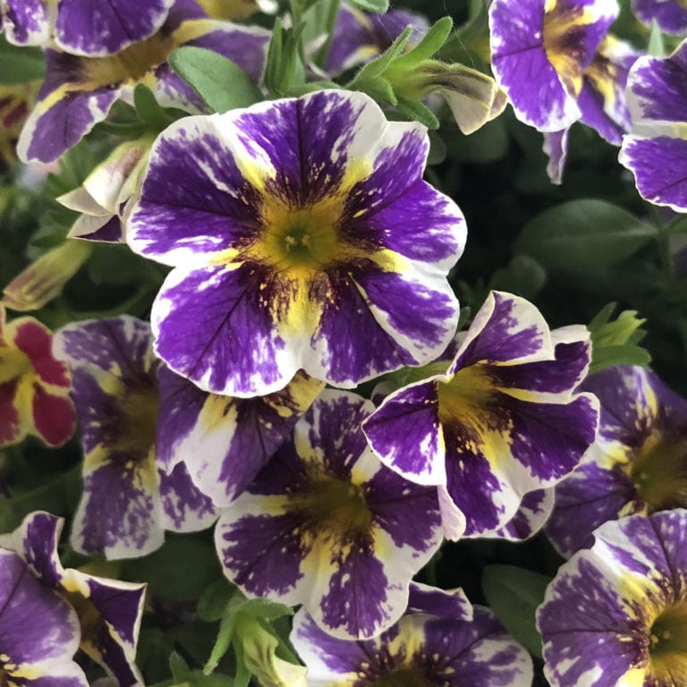 SUPERBELLS® BLUE MOON PUNCH™ Calibrachoa - Garden Crossings